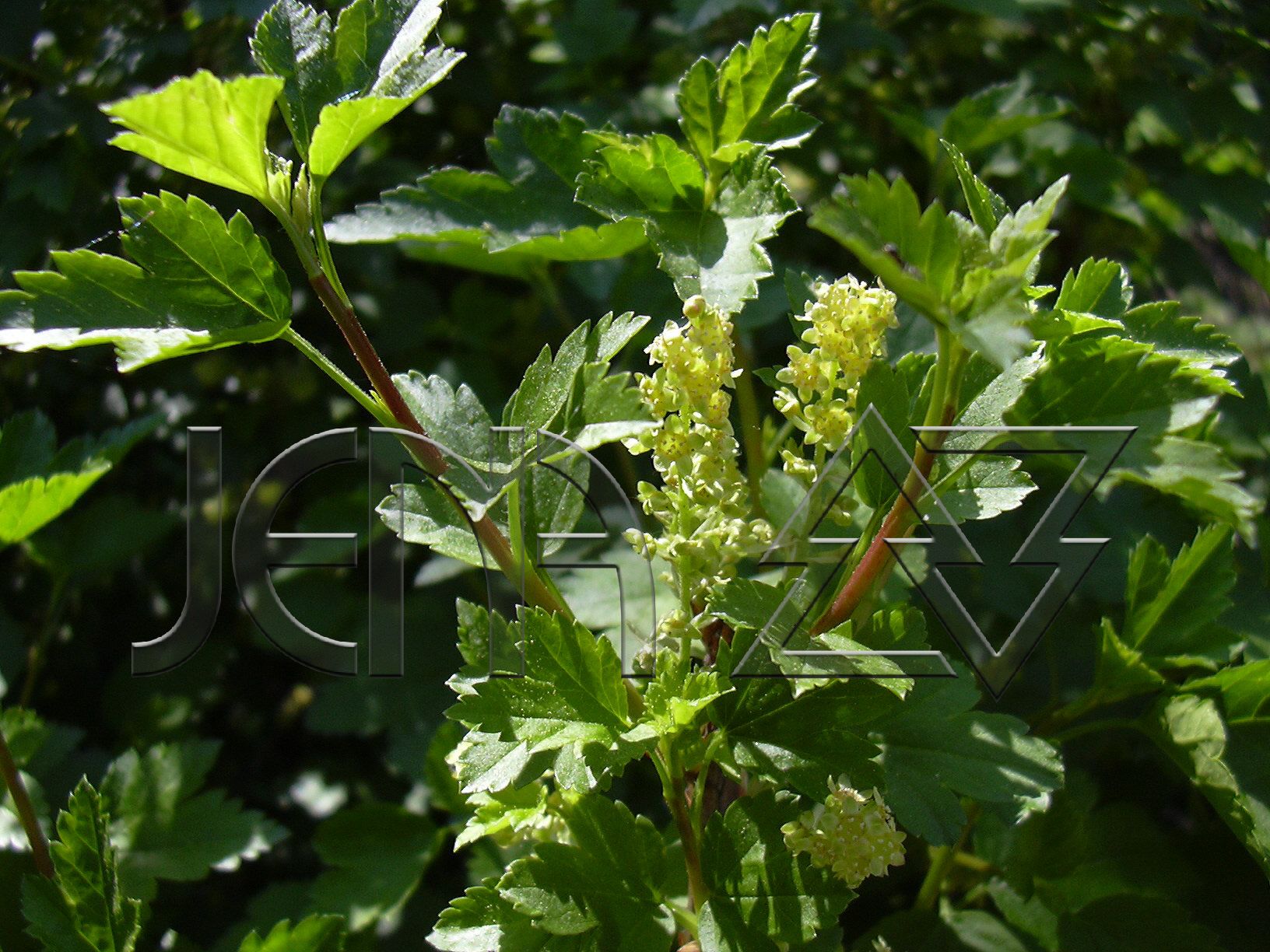 Ribes alpinum – JENA – Kompostárny